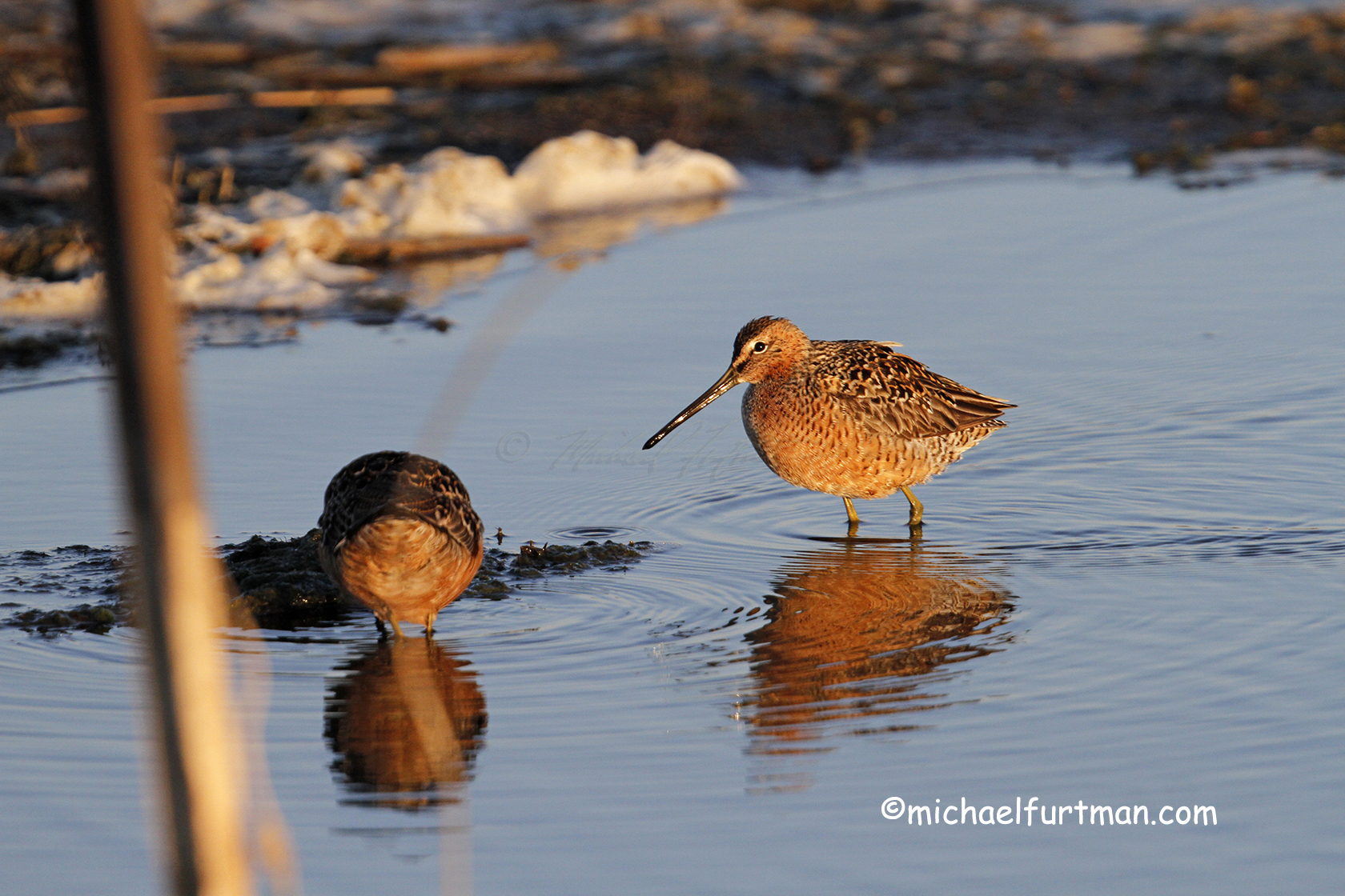 Dowitcher, Long-billed