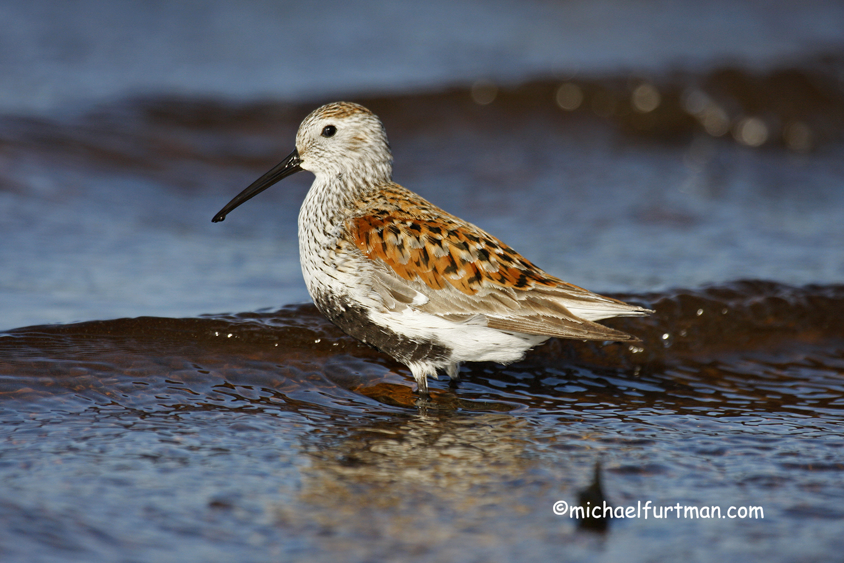 Sandpiper, Dunlin