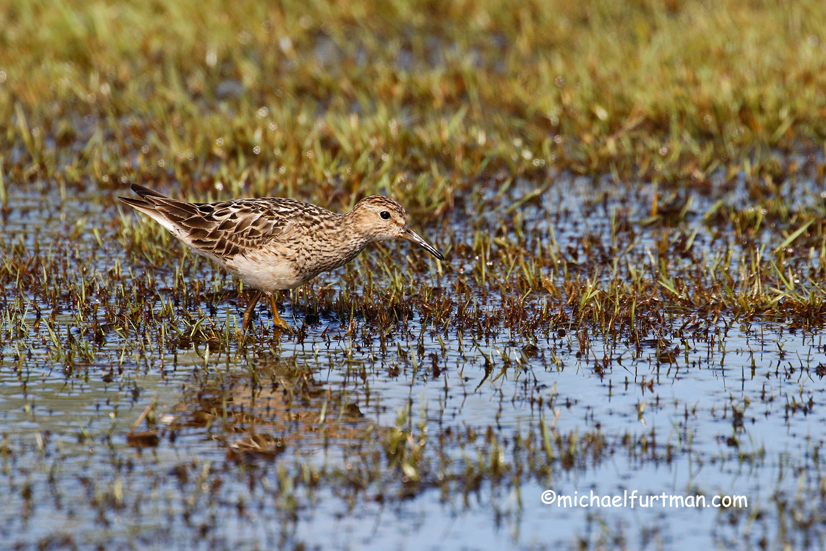 Sandpiper, Pectoral