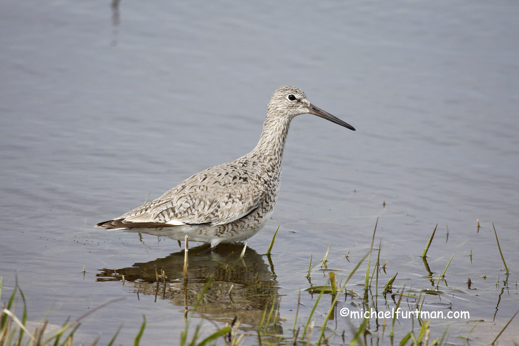 Willet