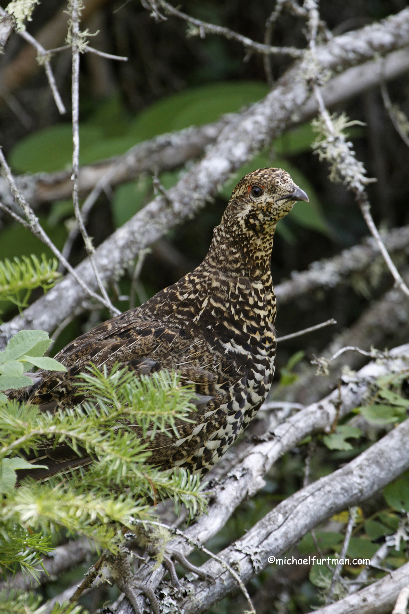 Spruce Grouse