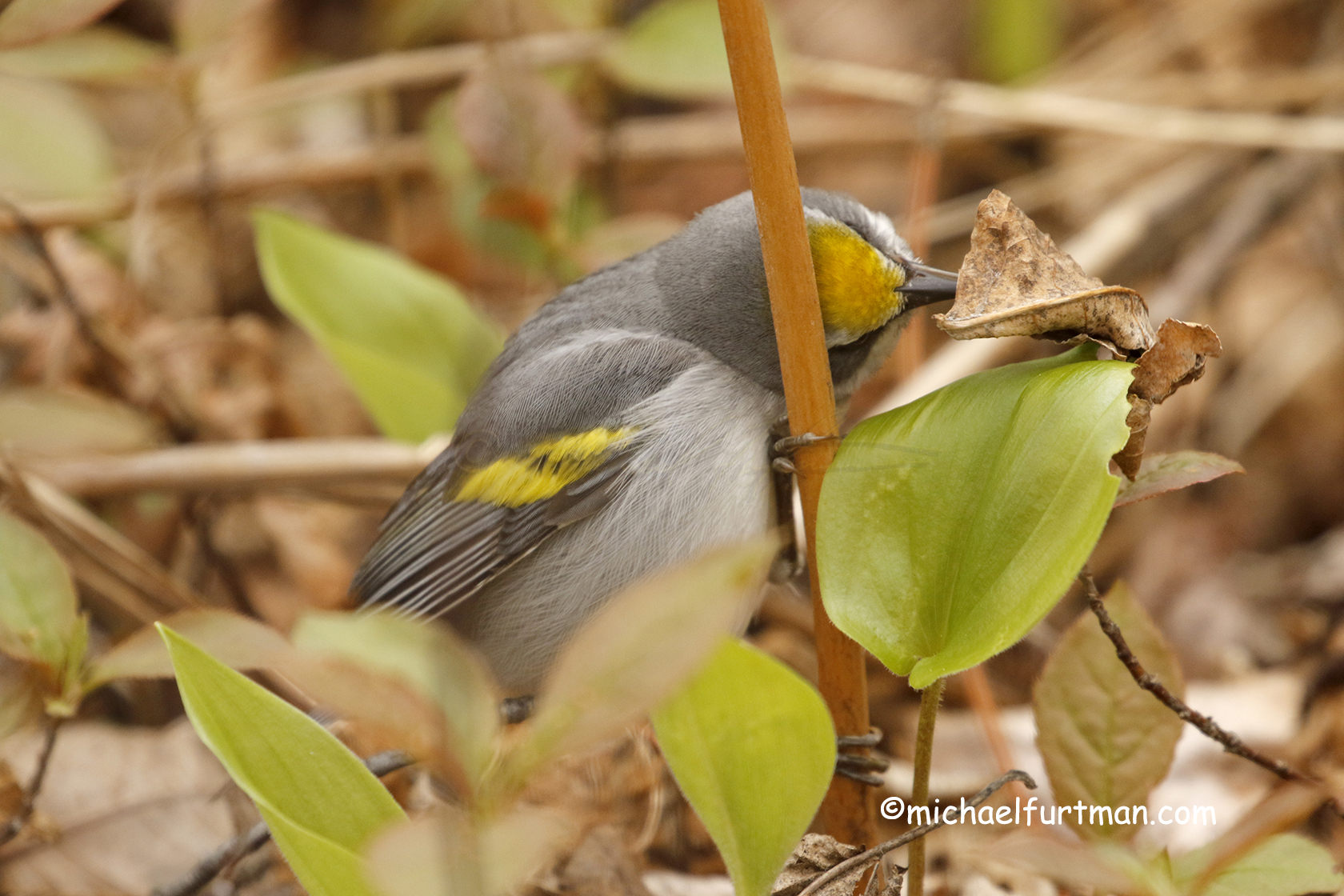 Golden-winged Warbler