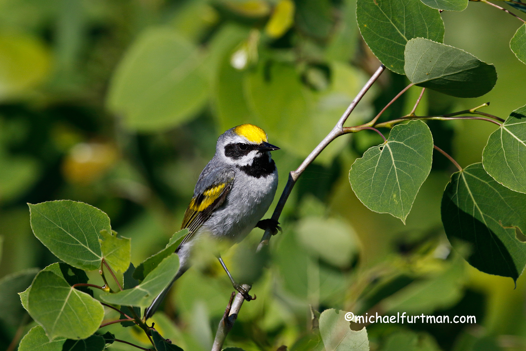 Golden-winged Warbler