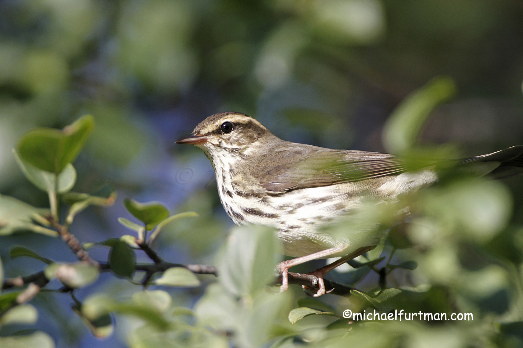 Northern Waterthrush