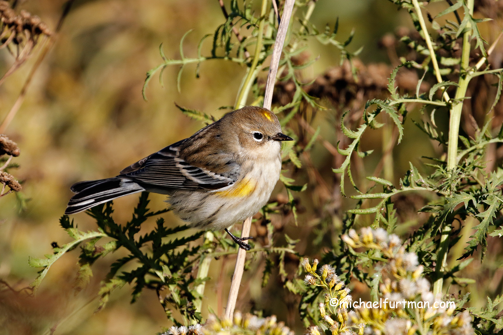 Yellow-rumped Warbler