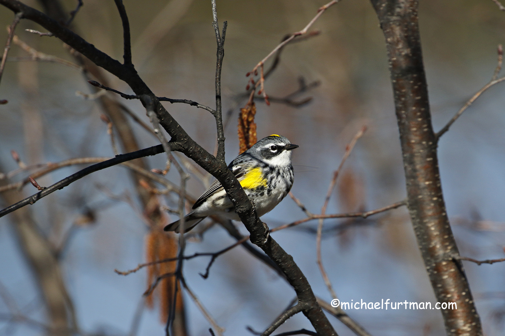Yellow-rumped Warbler