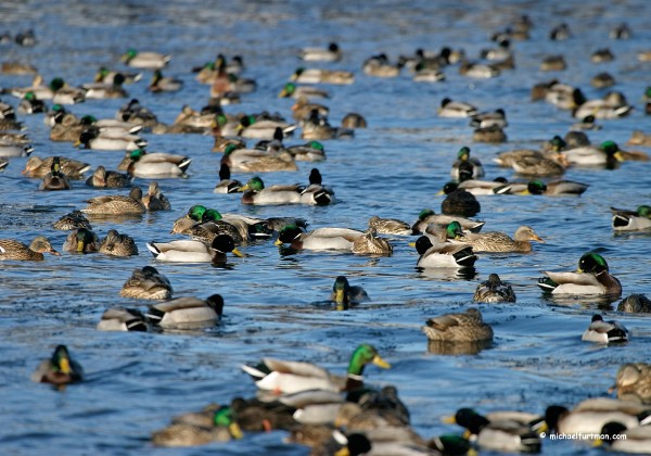 Mallards